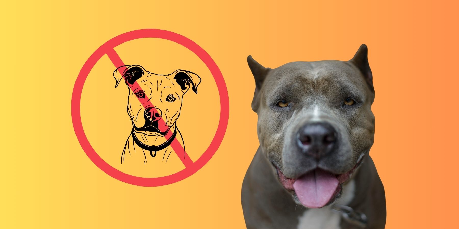 Why Pitbulls Should Not Be Banned – SPARK PAWS