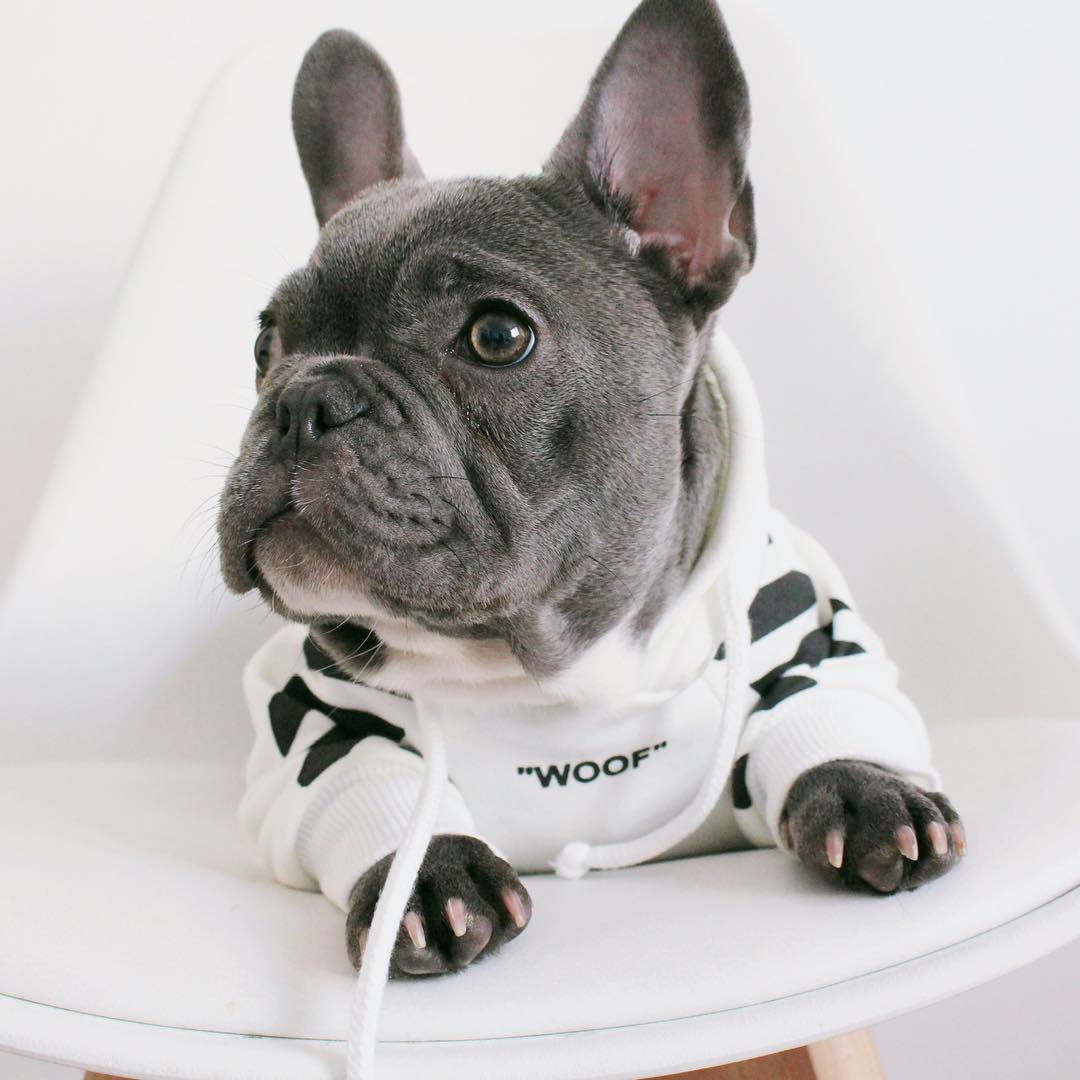 Gray Mexican Frenchie
