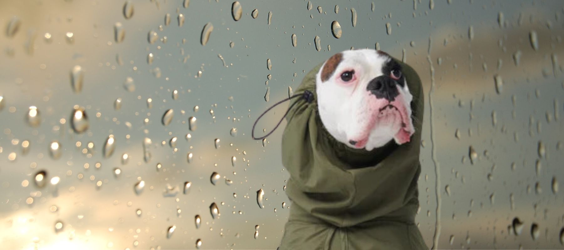 Are My Dogs Going to Be Okay in the Rain? – SPARK PAWS