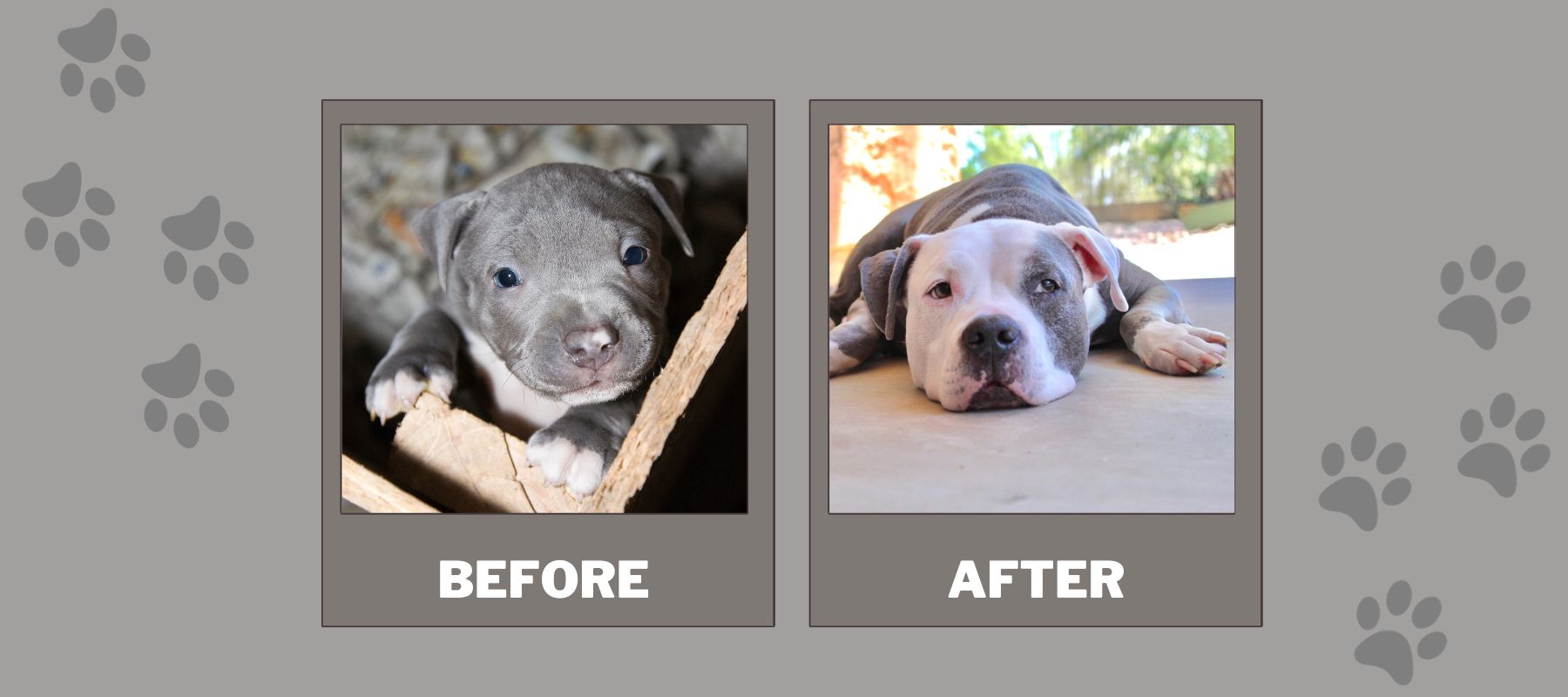 Understanding Pitbull Head Growth Stages: From Puppy to Adulthood ...