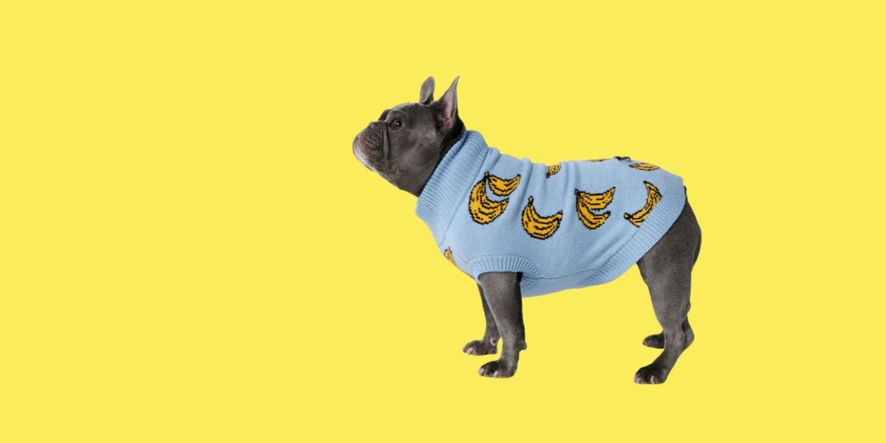 5 Things to Consider When Choosing Dog Clothes For Your Pup – SPARK PAWS