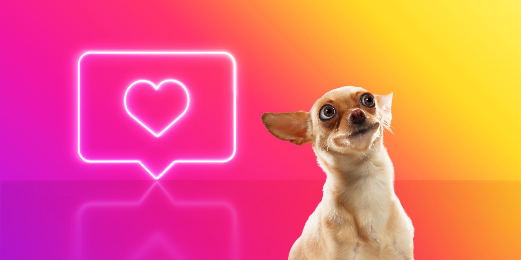Dog Influencer Guide: Turn Your Dog Into The Next Social Media Superst ...