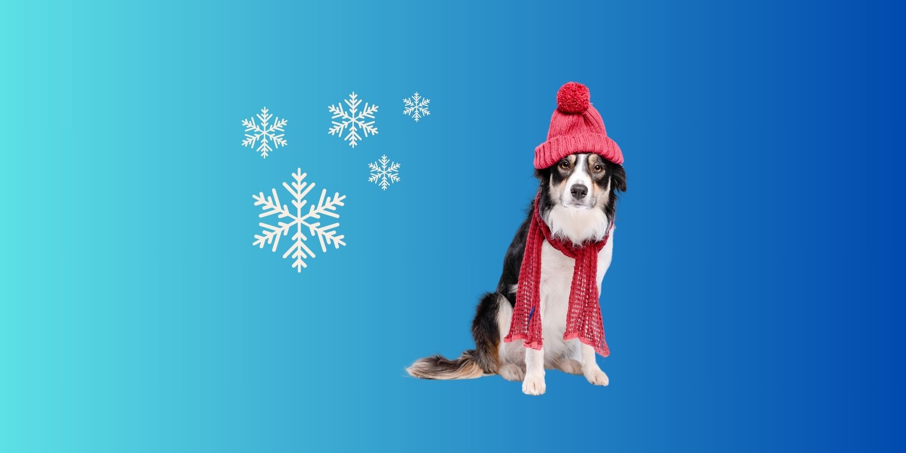 Is My Dog Feeling Cold? Here’s How To Tell – SPARK PAWS