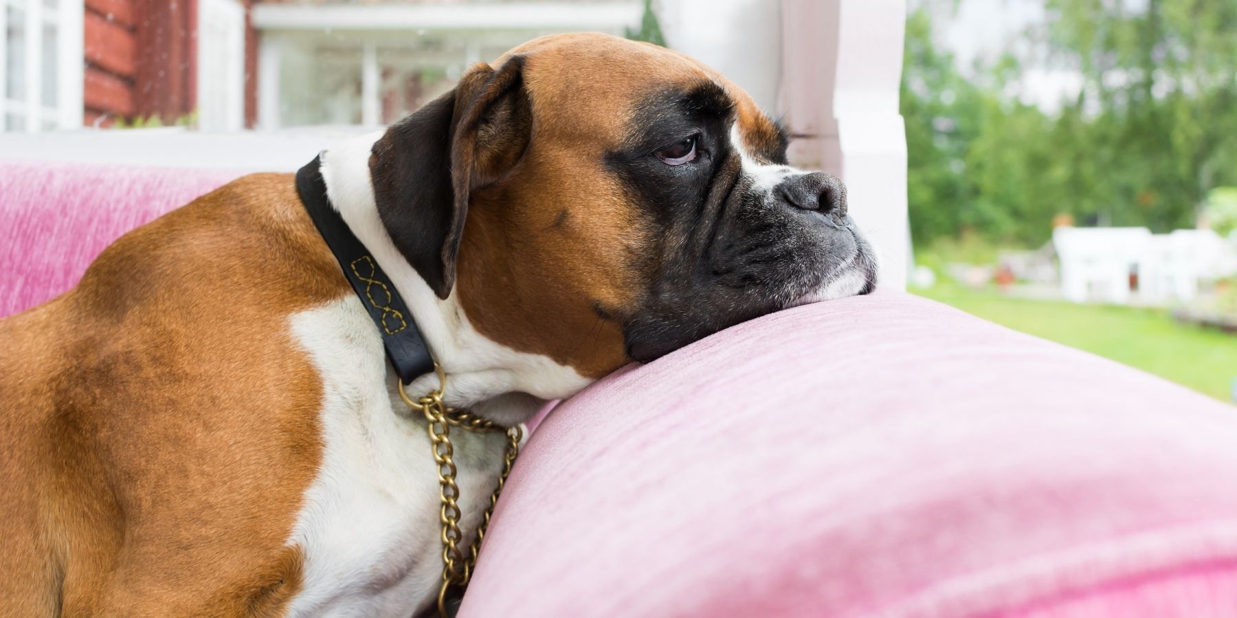 10 Fun Things To Do With Your Dog At Home – SPARK PAWS