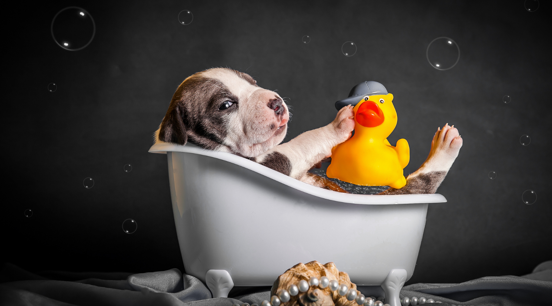 How Often Should You Bathe a Pit Bull and 3 Useful Tips – SPARK PAWS