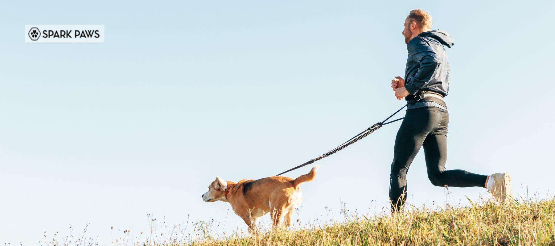 Best Dogs for Running: Find Your Perfect Running Mate – SPARK PAWS