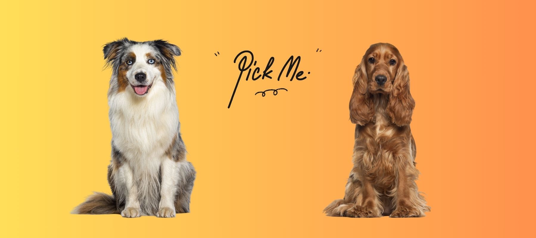 Best Medium Sized Dogs: Top 10 Breeds to Consider – SPARK PAWS