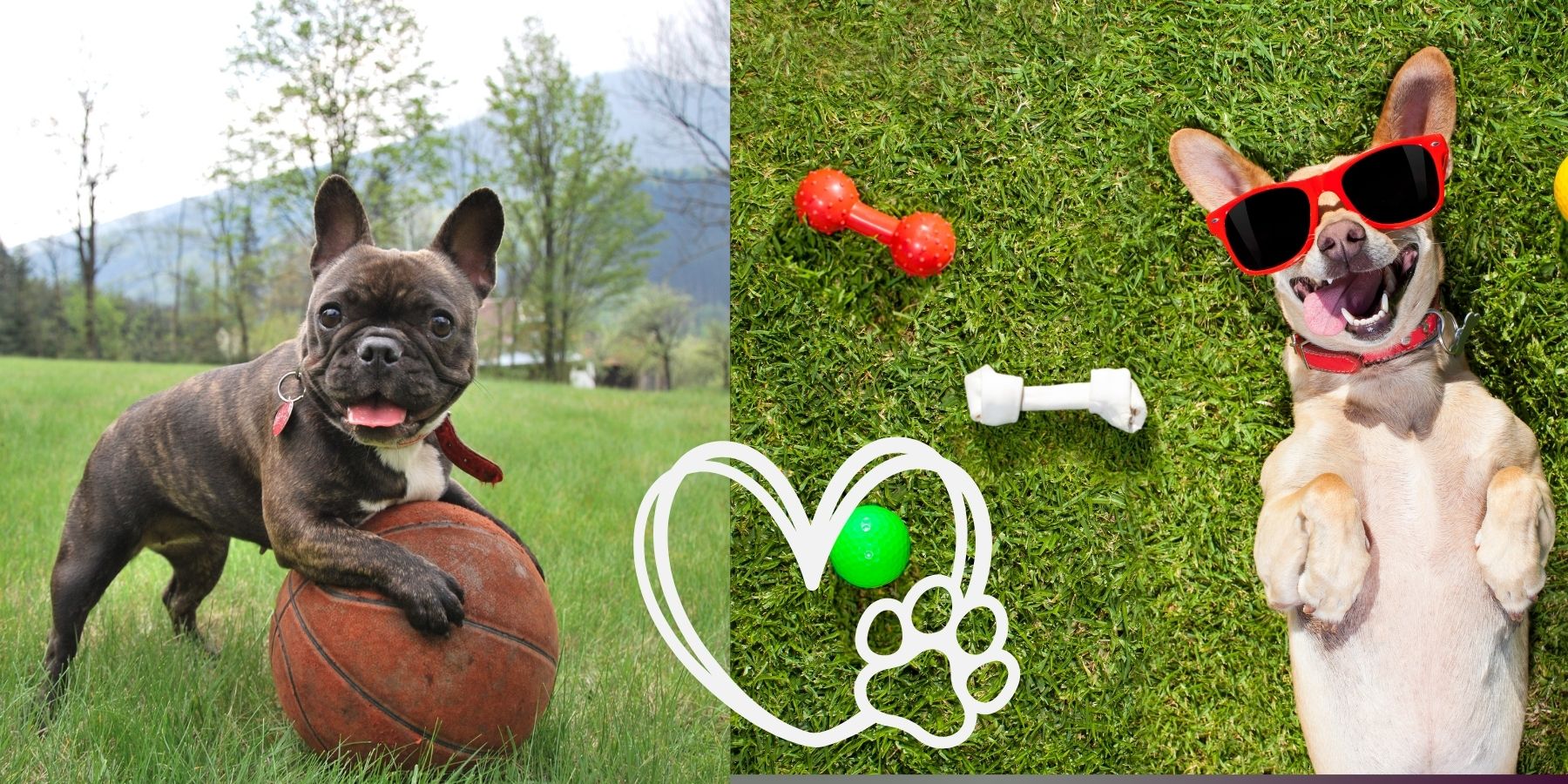 Enrichment Ideas for Dogs: Creative Ways to Entertain Your Pet – SPARK PAWS