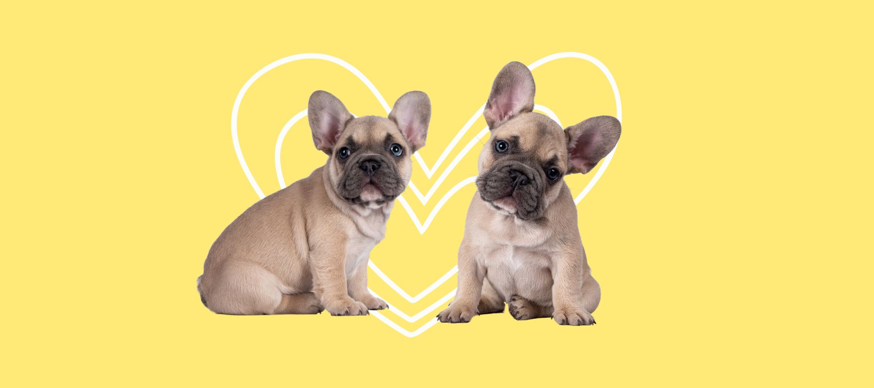 First Time Puppy Owner Guide: What You Need to Know – SPARK PAWS