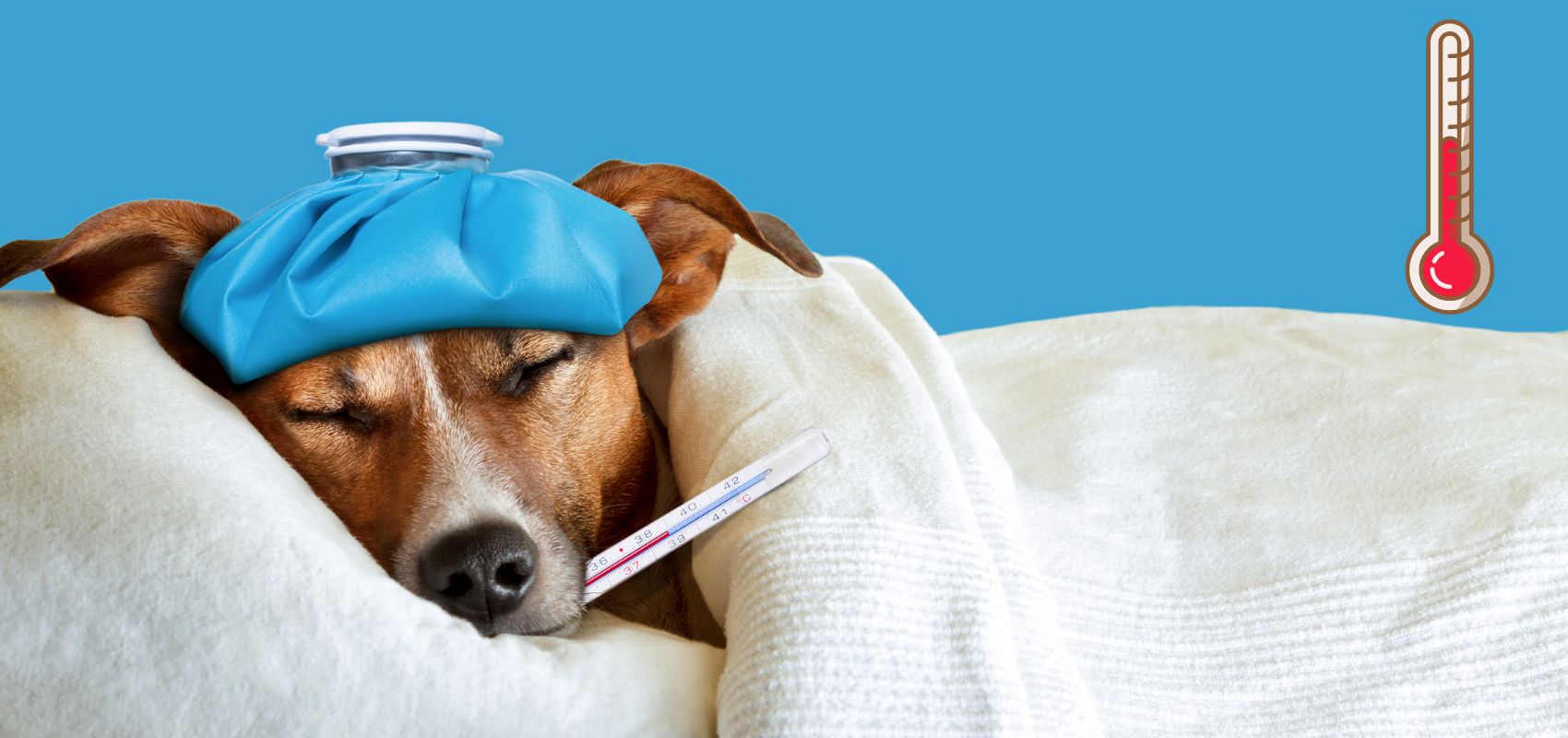 How to Comfort a Dog With a Fever | Home Remedies & Expert Tips – SPARK ...