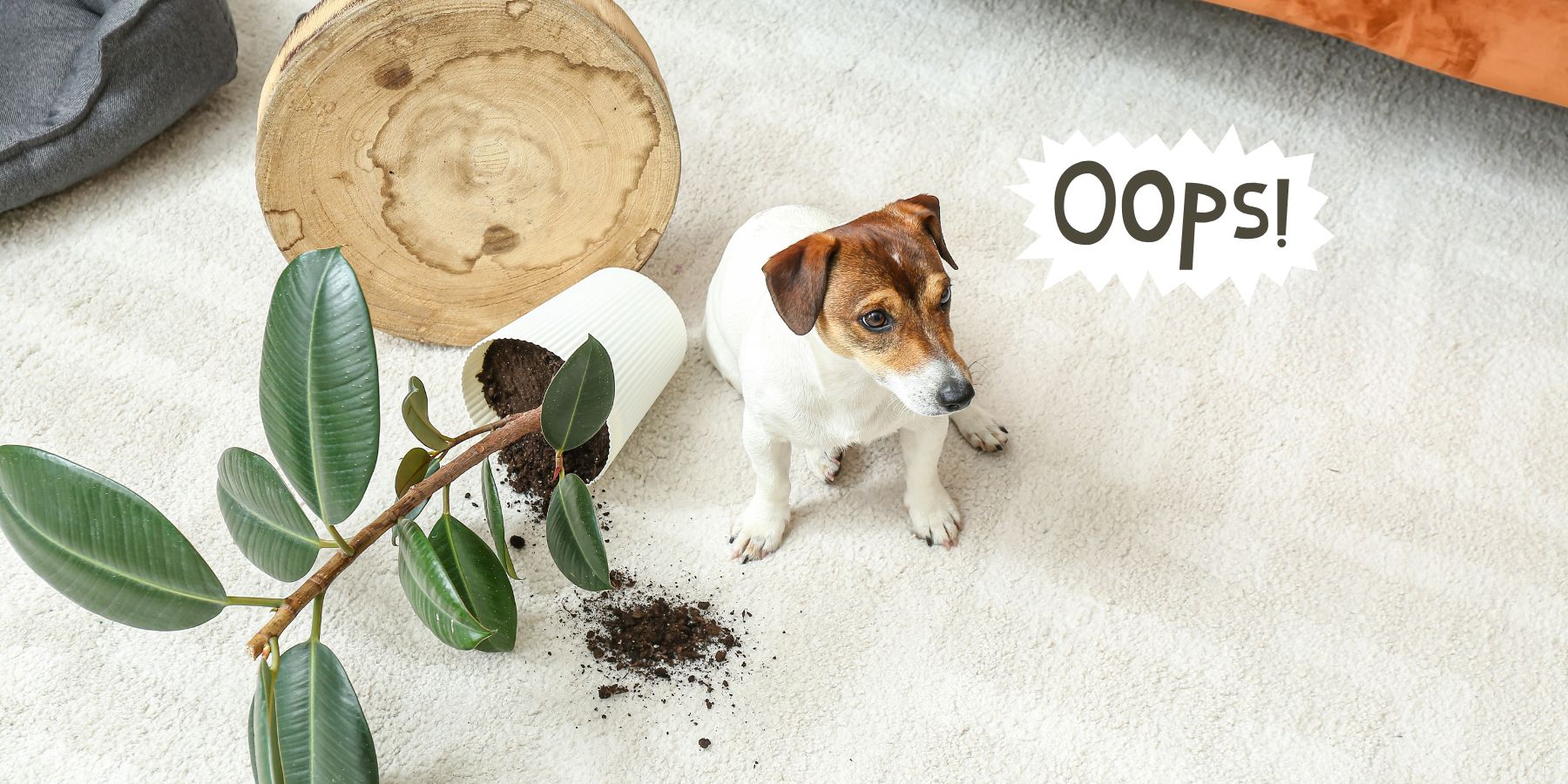 How to Discipline a Puppy: Step-by-Step Guide for Success – SPARK PAWS