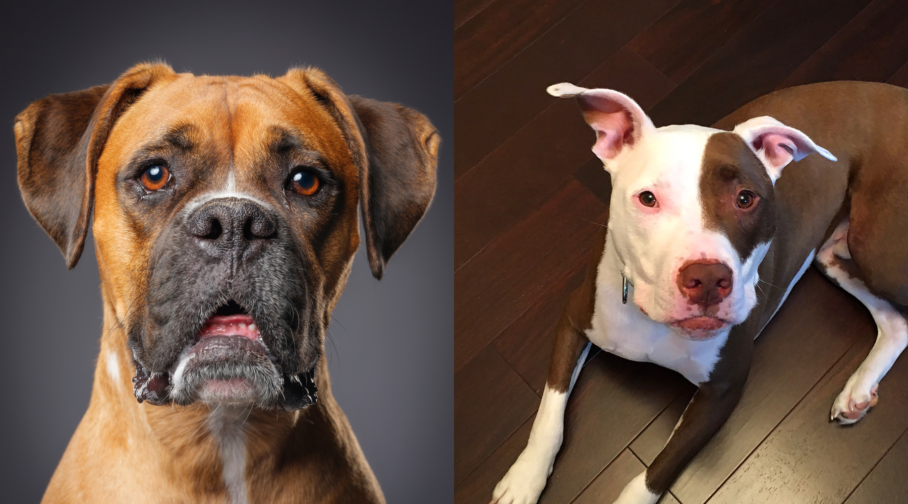 Pitbulls vs. Boxers - The Main Similarities and Differences – SPARK PAWS