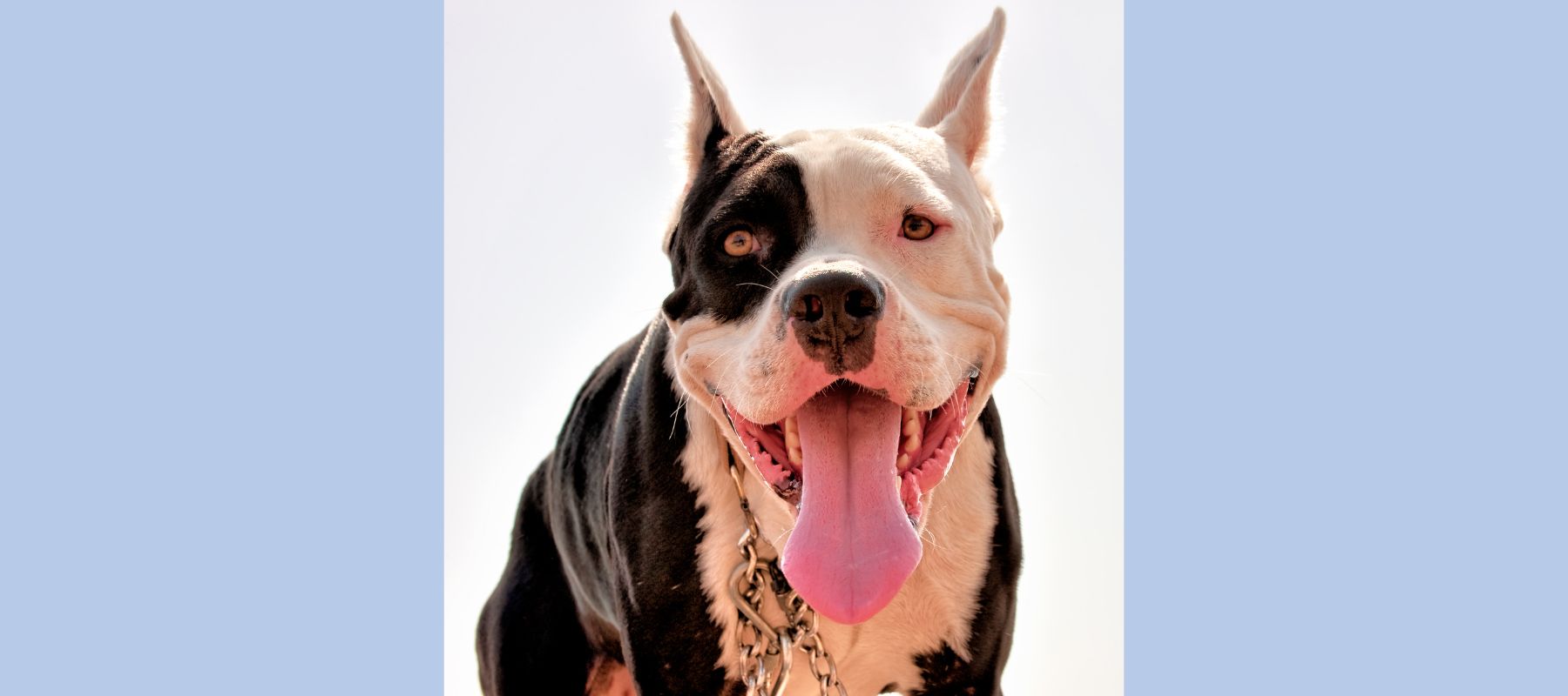 Fact or Fiction: Is It Really Possible For Pit Bulls to Lock Their Jaw ...