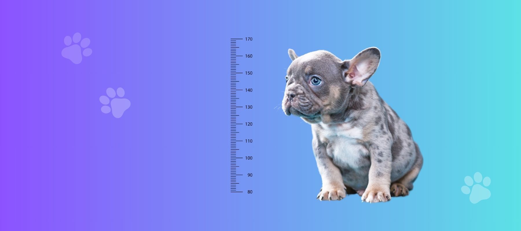 Puppy Growth Spurts: Essential Guide for New Owners – SPARK PAWS