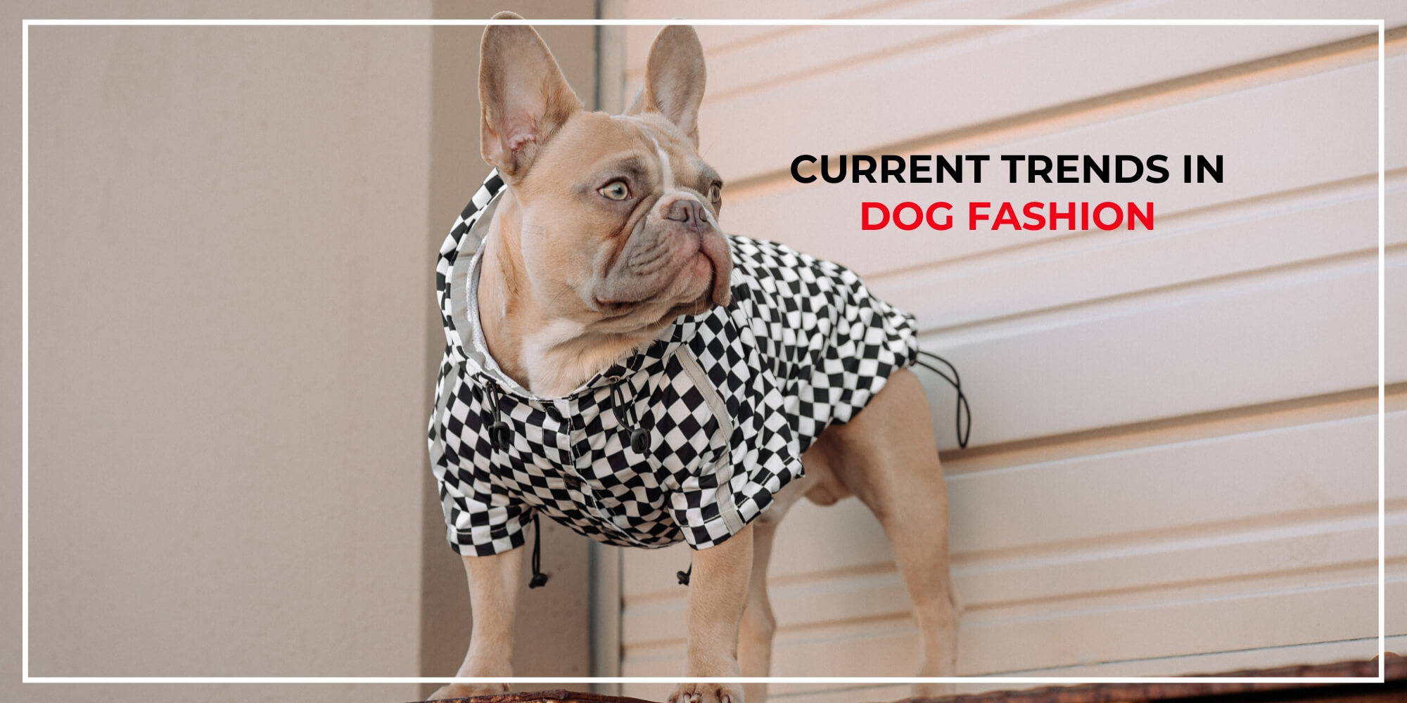 Current Trends in Dog Fashion: Your Pup's Wardrobe Essentials – SPARK PAWS