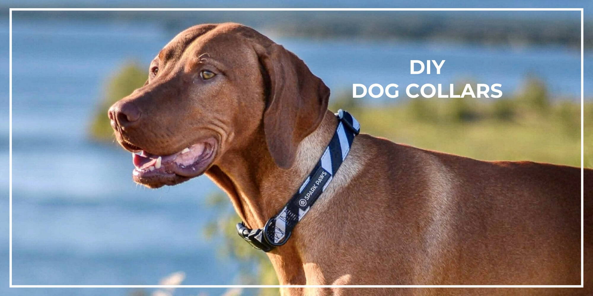 DIY Dog Collars: A Guide to Homemade Collars for Your Pup – SPARK PAWS