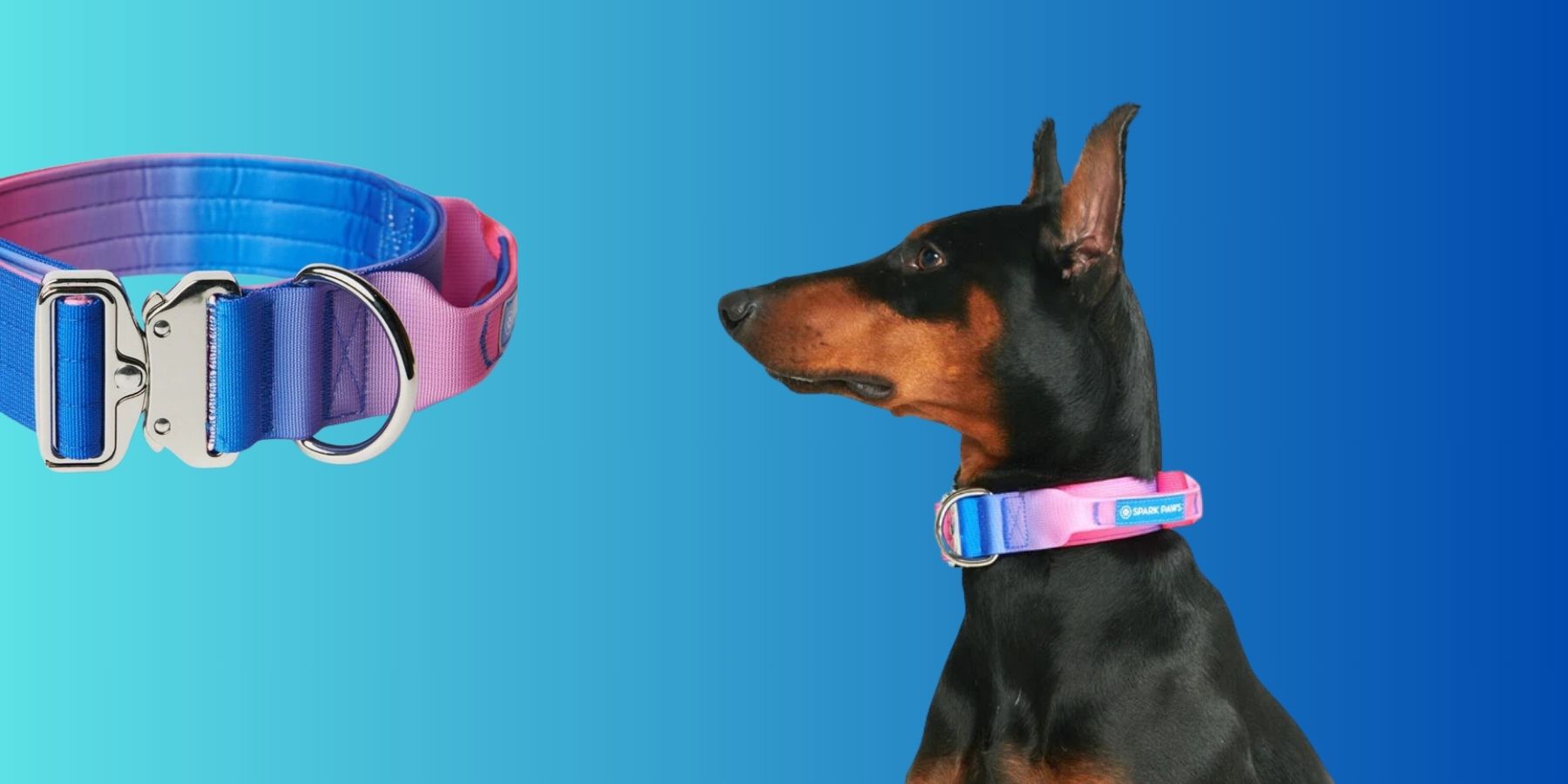 What Is a Quick Release Collar? | Safety & Convenience Explained ...