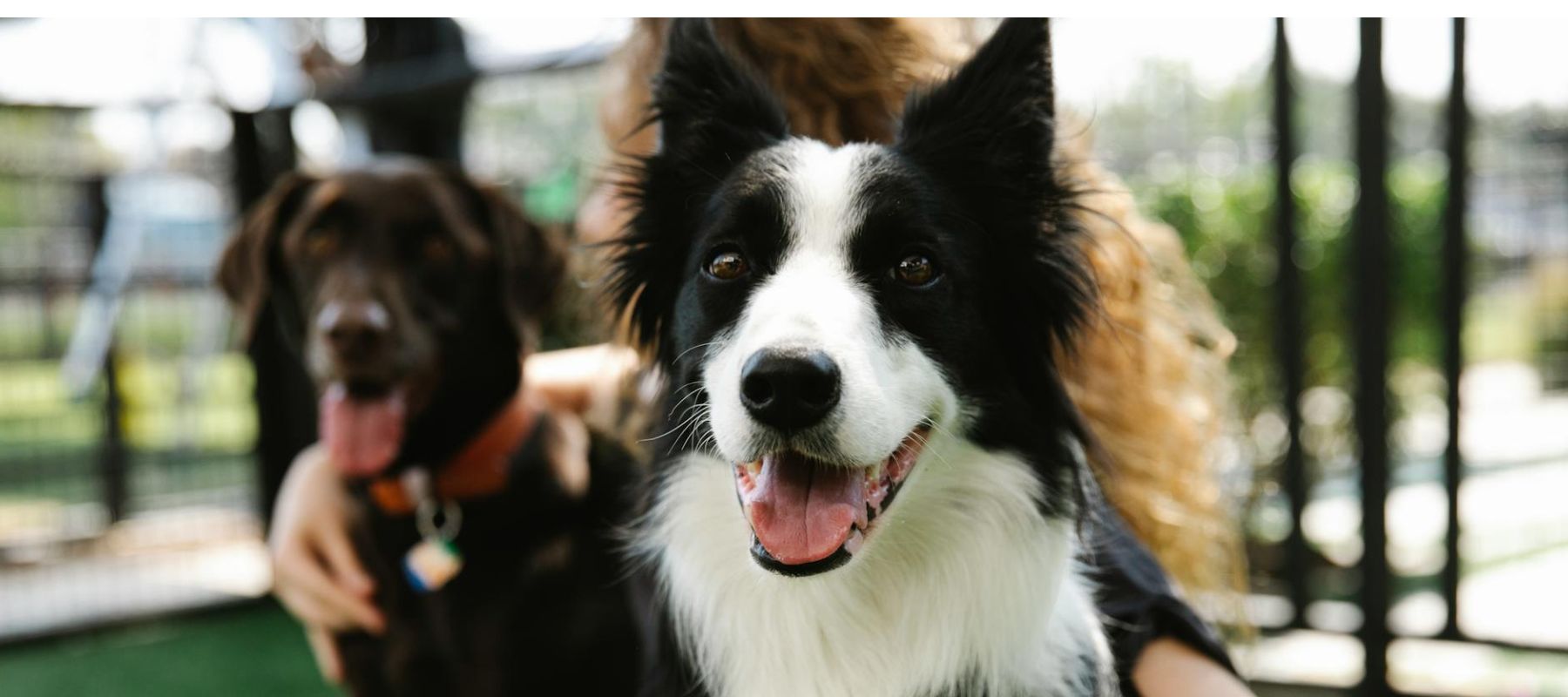 When to Get a Second Dog? Best Timing & Expert Tips – SPARK PAWS