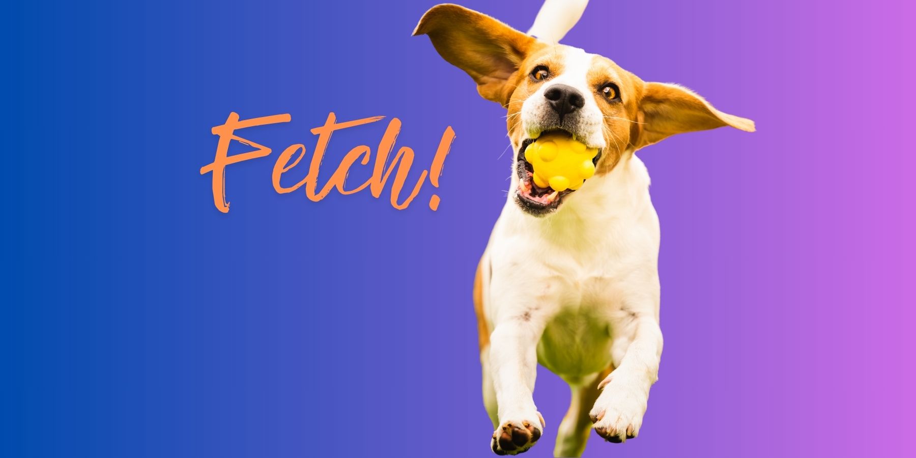 Why Do Dogs Like Fetch? Unleash the Joy of the Chase – SPARK PAWS