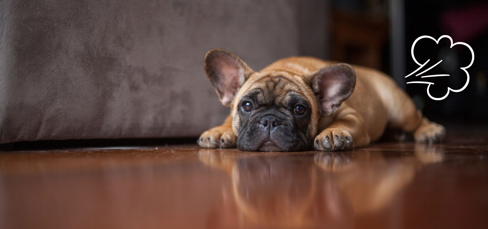 Why Do Frenchies Fart So Much? Causes & Fixes – SPARK PAWS