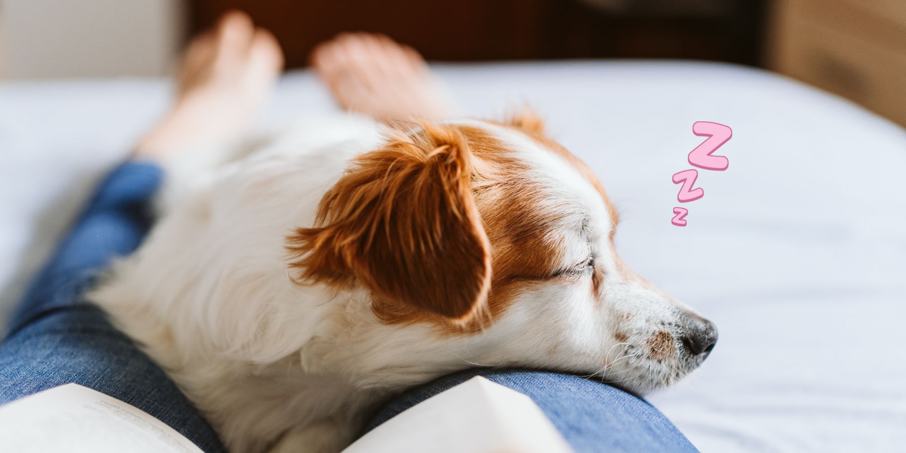 Why Does My Dog Lay on Me? Understanding Dog Behavior – SPARK PAWS