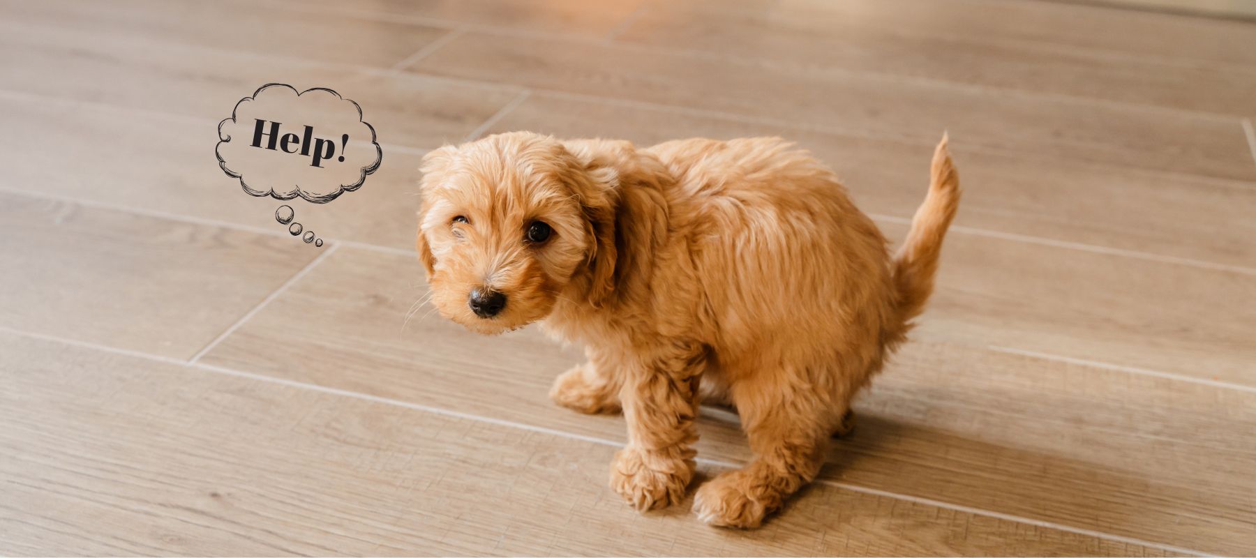 Why Is My Dog Pooping Blood? Causes & When to See a Vet – SPARK PAWS