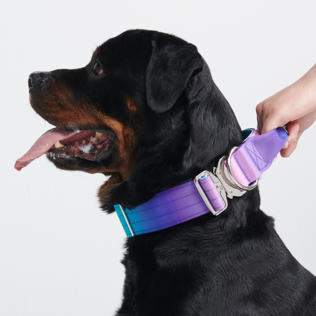 Comfort Control Collar Set - 90s Retro – SPARK PAWS
