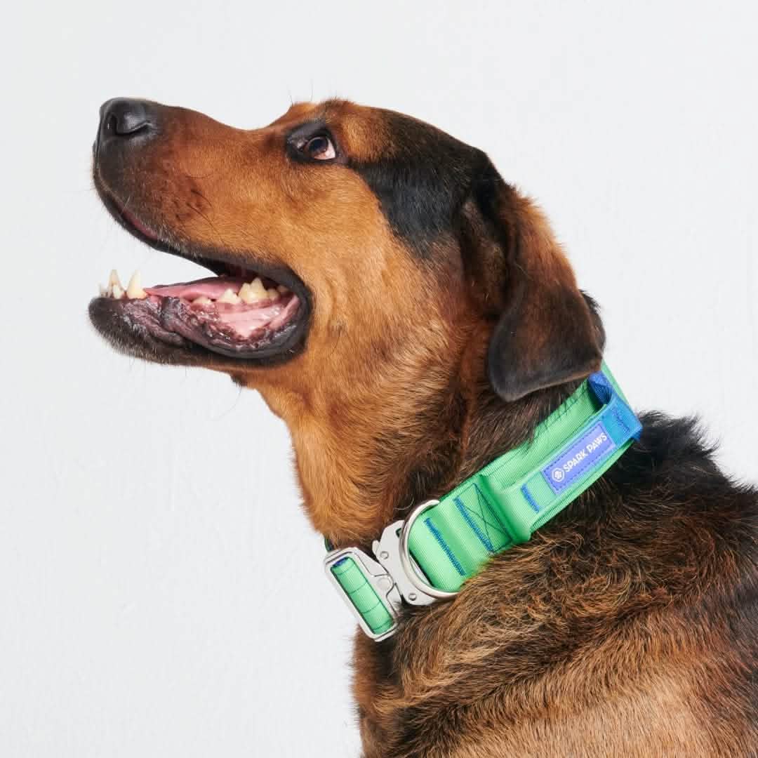 Comfort Control Collar - Lime Wave – SPARK PAWS