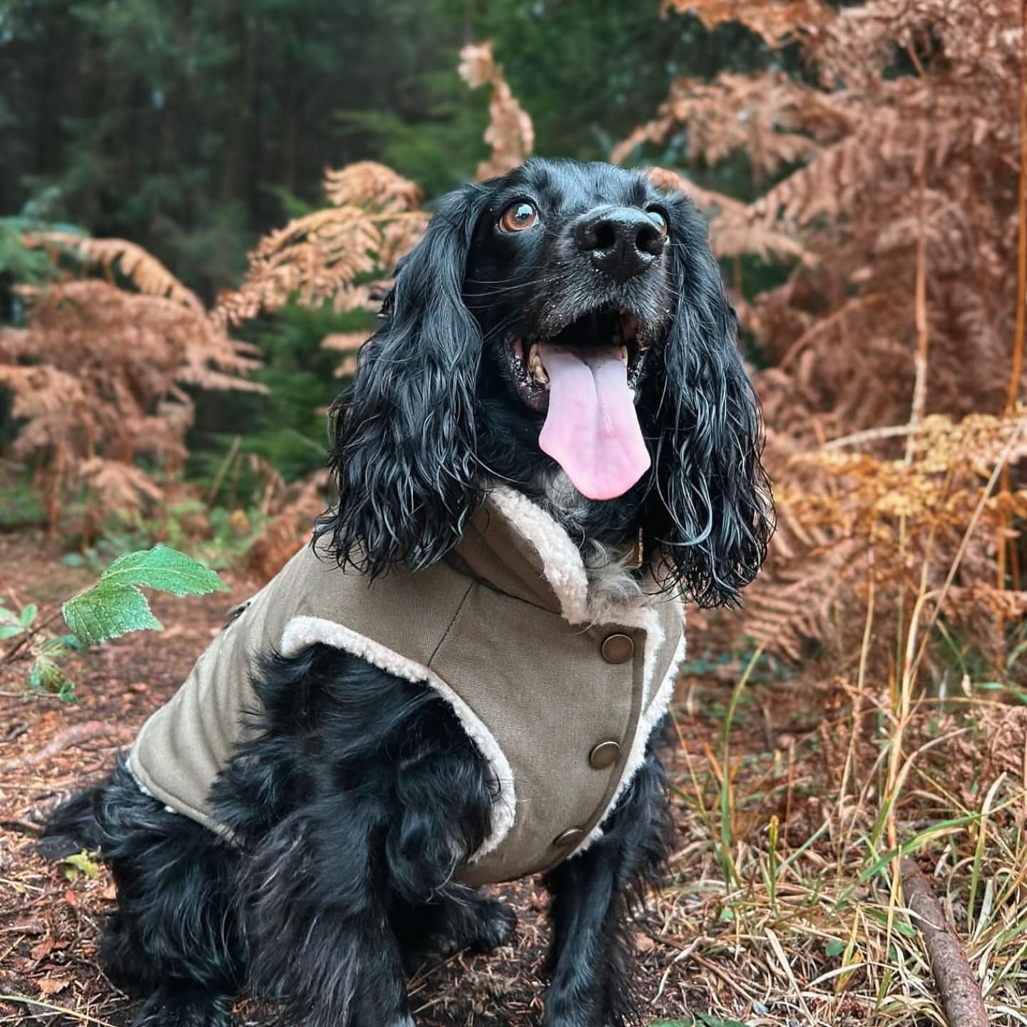 All-Terrain Duck Insulated Dog Jacket Coat – SPARK PAWS