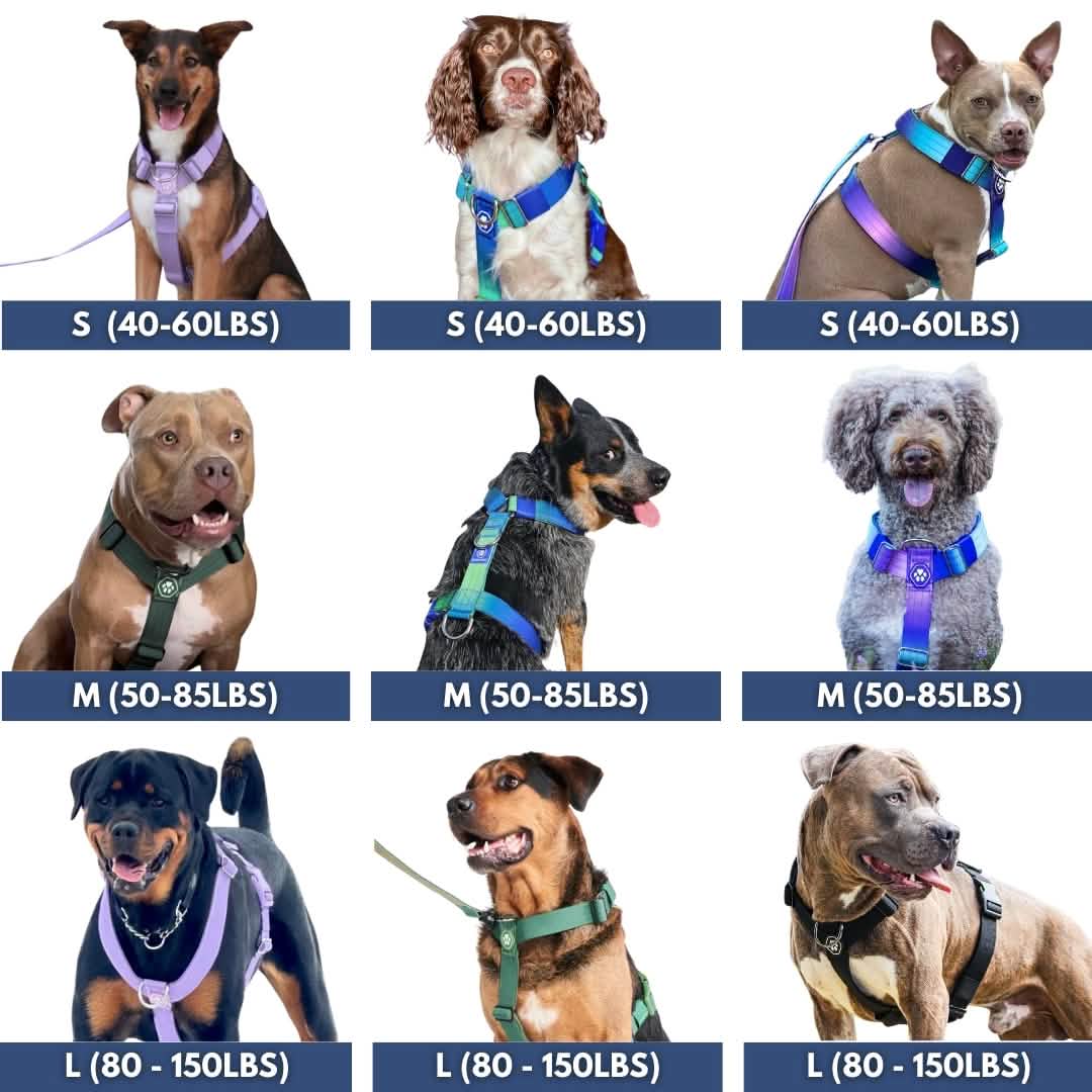 Comfort Control No-Pull Dog Harness Set - Snow Cone – SPARK PAWS