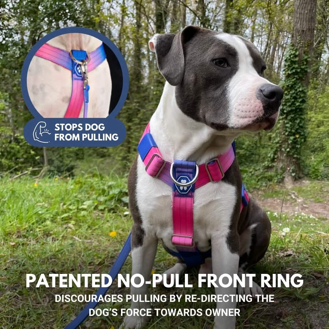 Comfort Control No-Pull Dog Harness Set - Snow Cone – SPARK PAWS