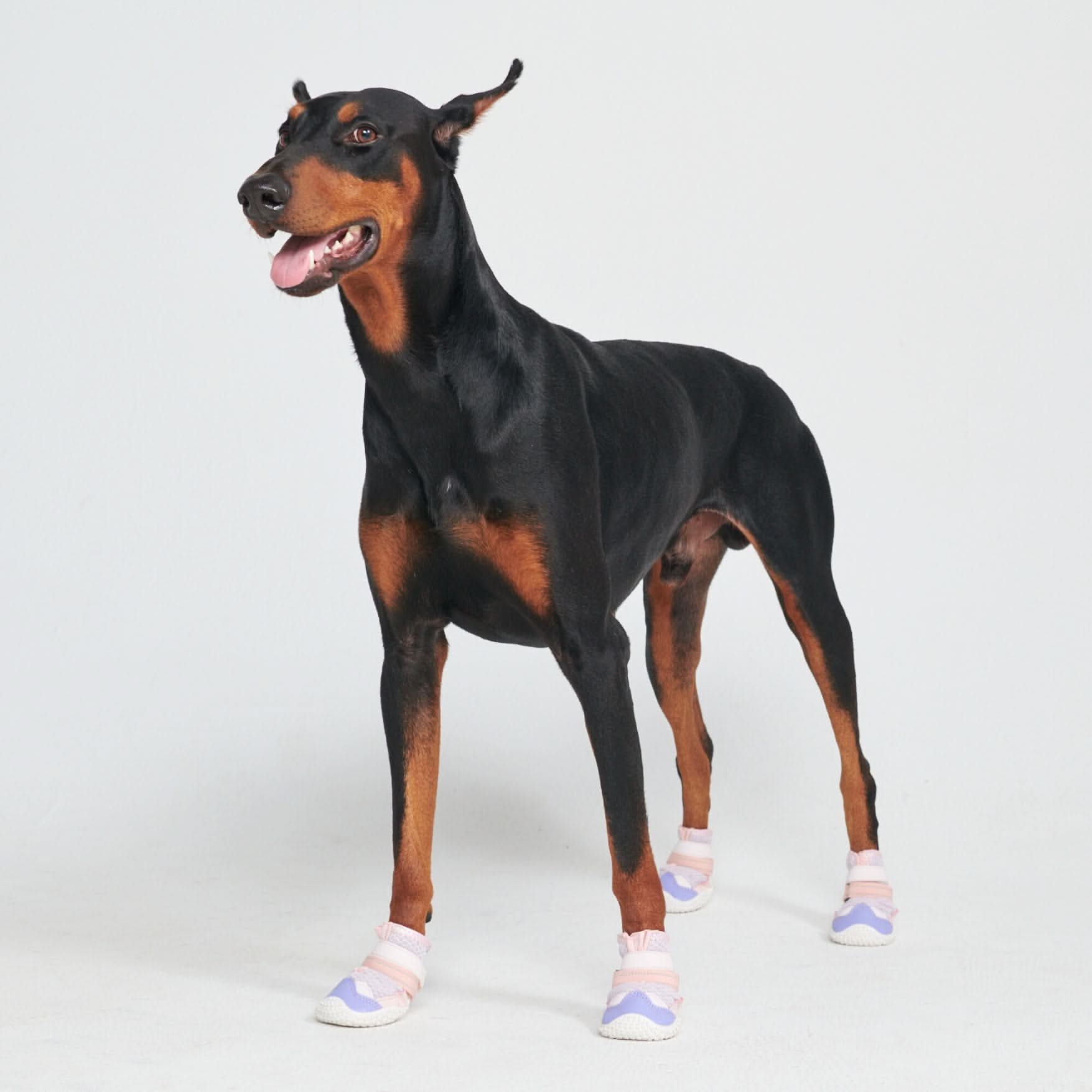 Hot Pavement Pawtector Dog Shoes – SPARK PAWS