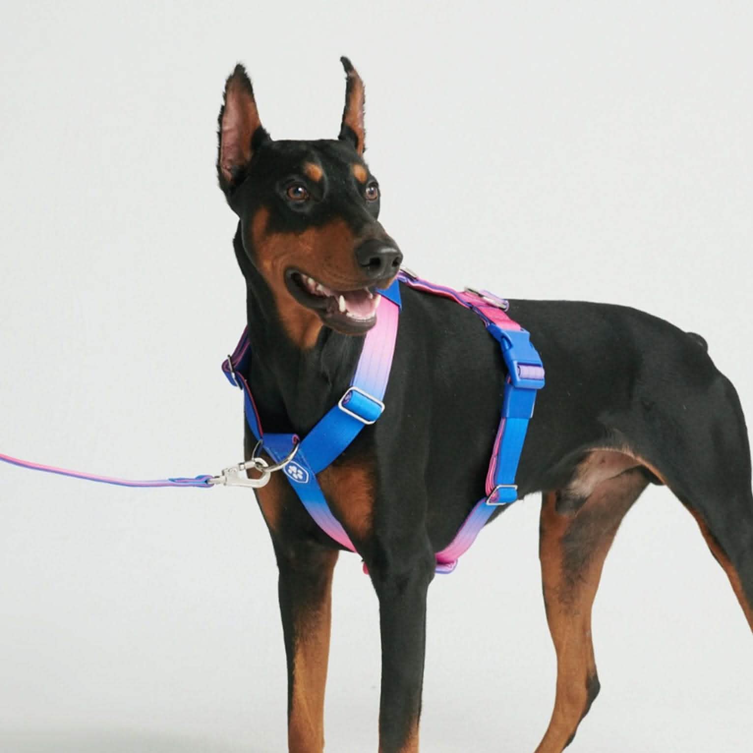 Comfort Control No-Pull Dog Harness - Snow Cone – SPARK PAWS