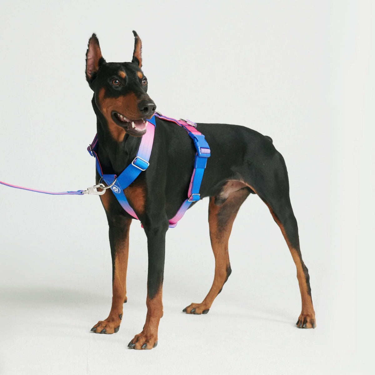 dog harness side pull
