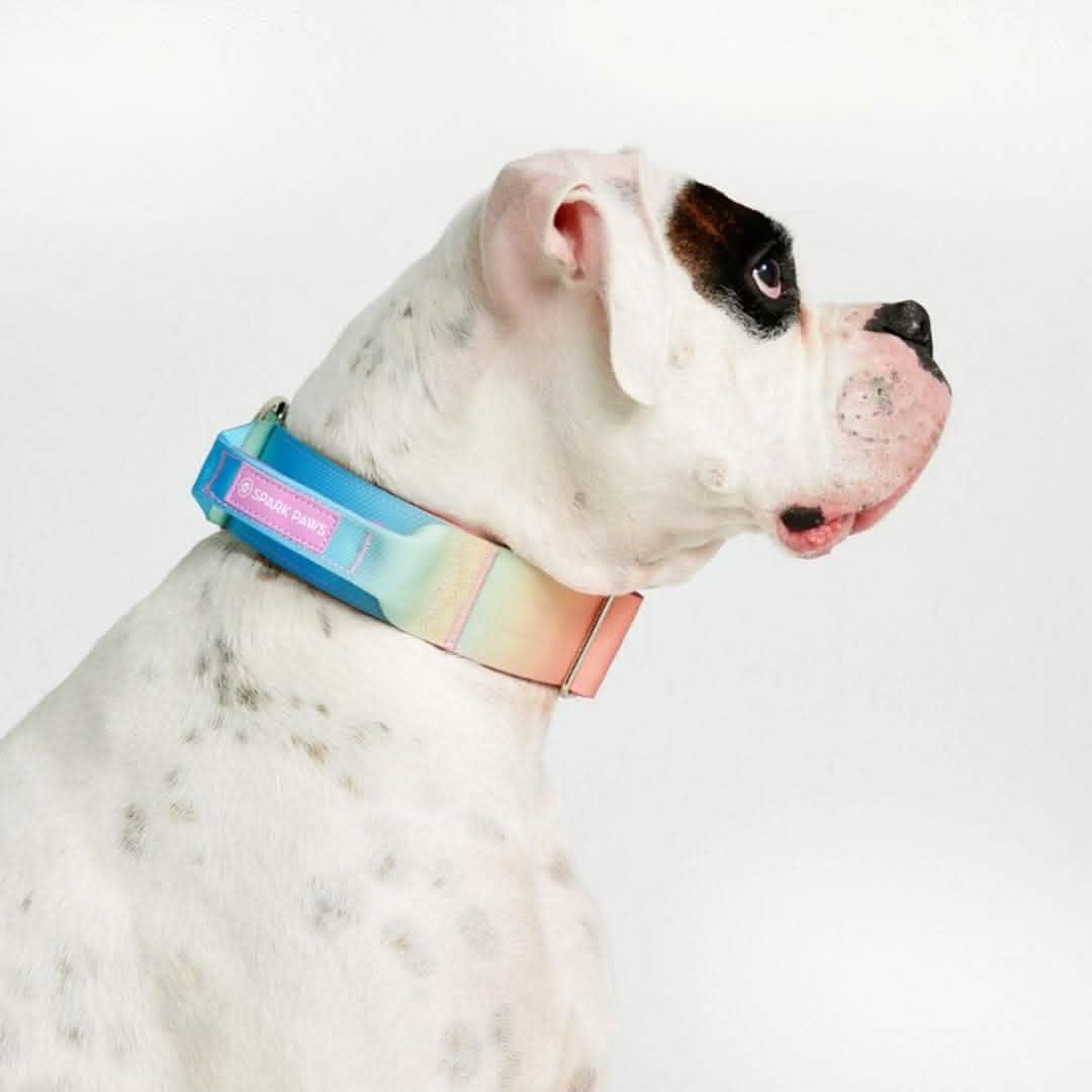 Comfort Control Collar - Pastel Icing – SPARK PAWS